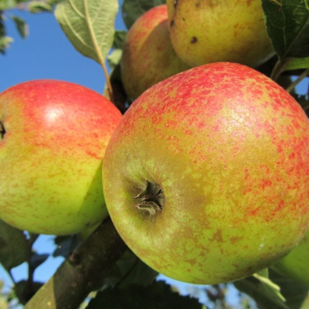 Pommier Gueule de Mouton Bio - Vente à La Ferme de L'Auneau