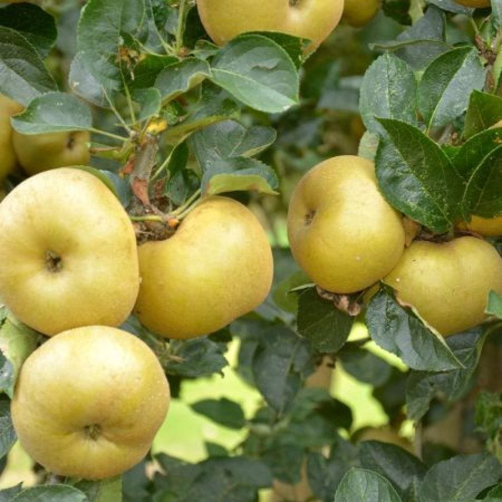 Pommier Reinette blanche du canada Bio - Vente à La Ferme de L'Auneau